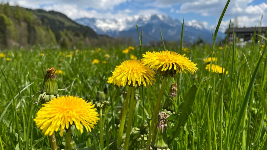 Die Vielfalt des Löwenzahns | Saalfelden Leogang